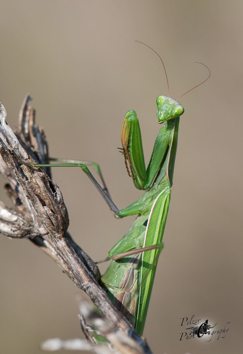 Fotos von Gottesanbeterinnen