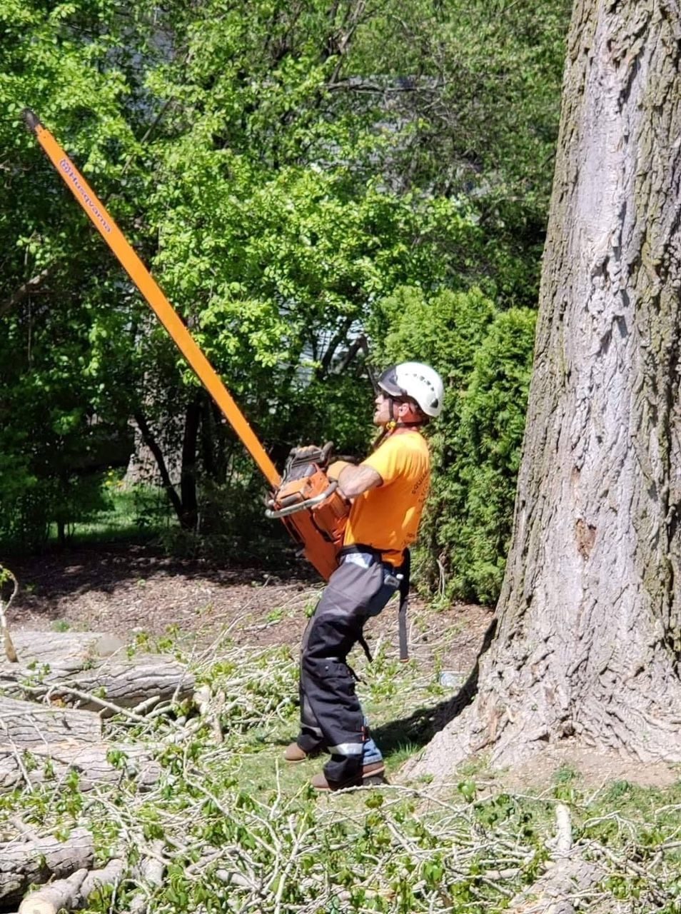 Tree Rigging, Residential Tree Removal | Rock Island, IL & the Quad ...