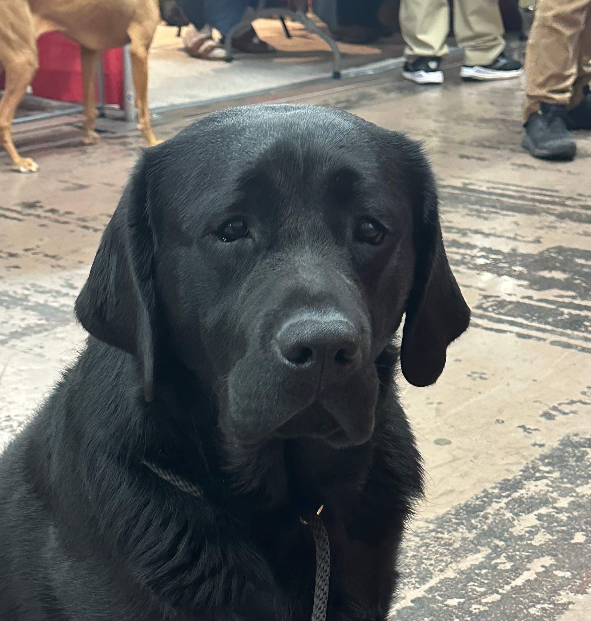 Devonshire Labradors | Nursery