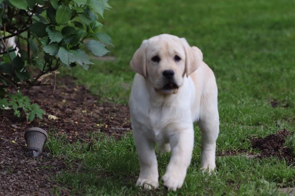 Devonshire Labradors | Gallery