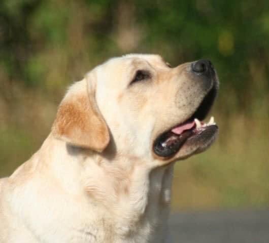 Devonshire Labradors | Gallery