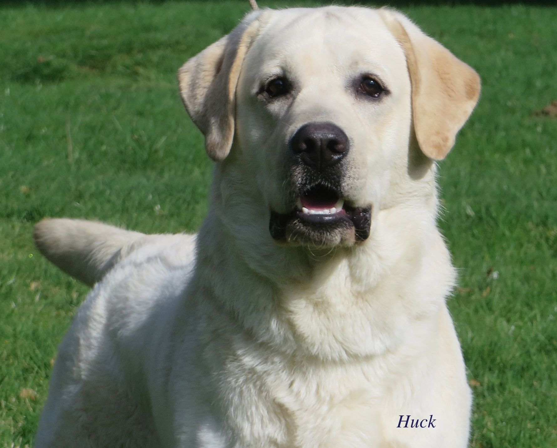 Devonshire Labradors | Gallery