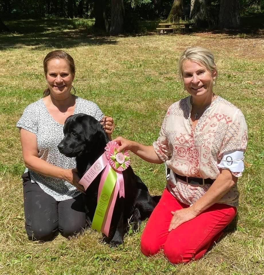 Devonshire Labradors | Gallery