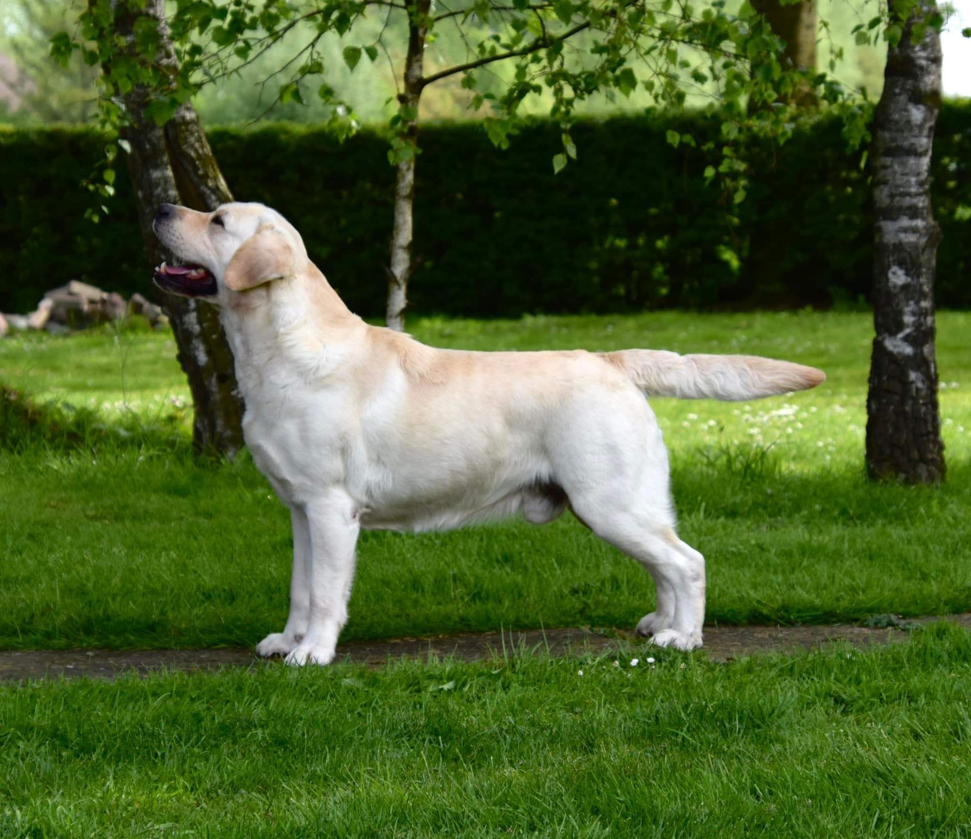 Devonshire Labradors | Nursery