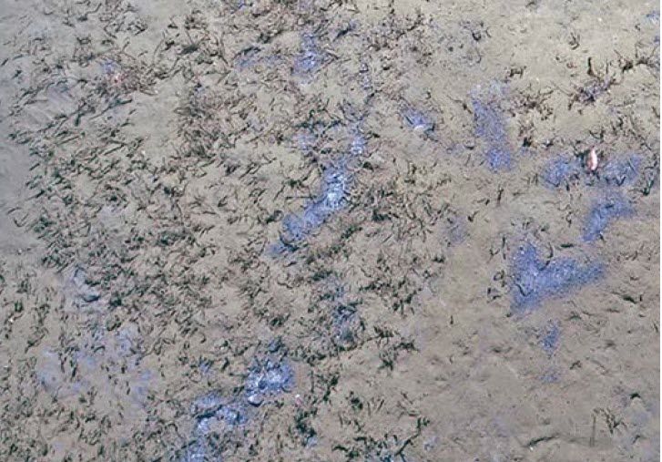 Seafloor Investigations wins contract to support bathymetric mapping ...