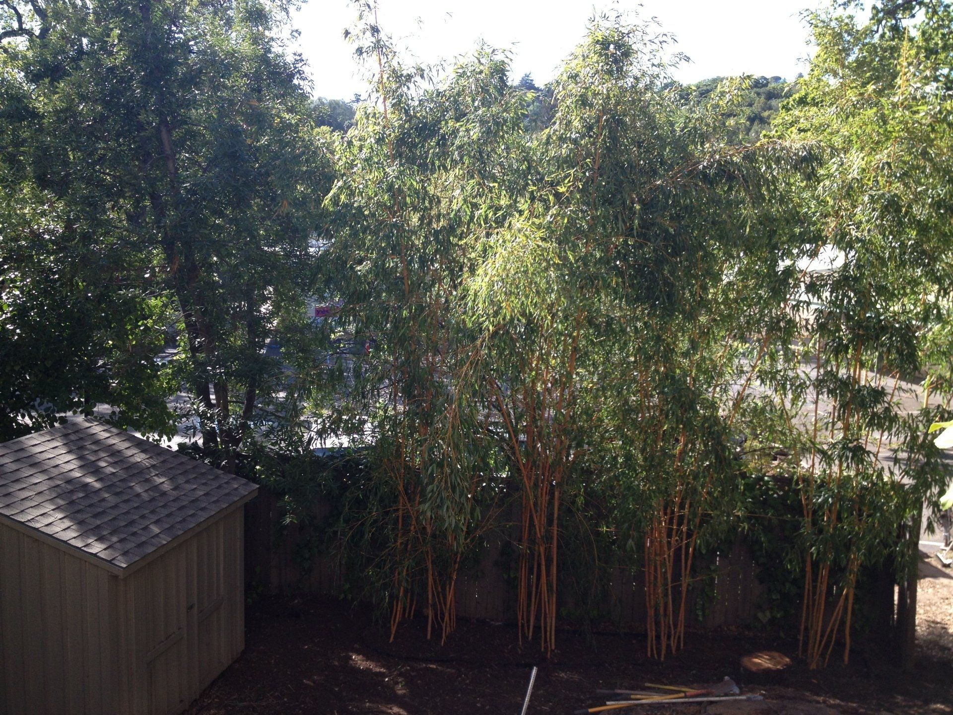 Bamboo Plants | Cotati, CA | (707) 794-8292