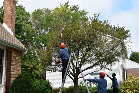 Tree Company-Naperville, IL-Steve Piper & Sons, Inc