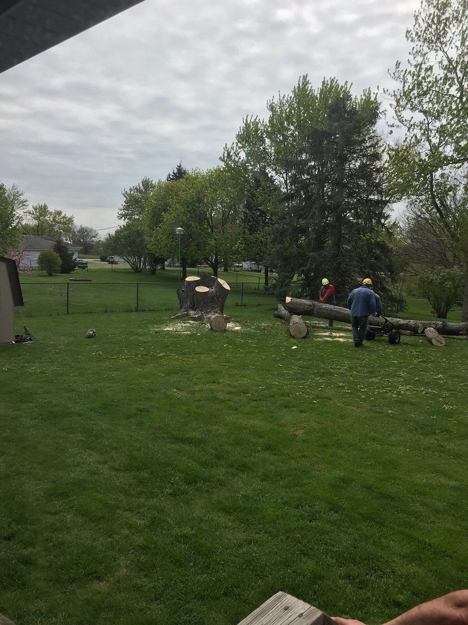 Tree Maintenance-Naperville, IL-Steve Piper & Sons, Inc