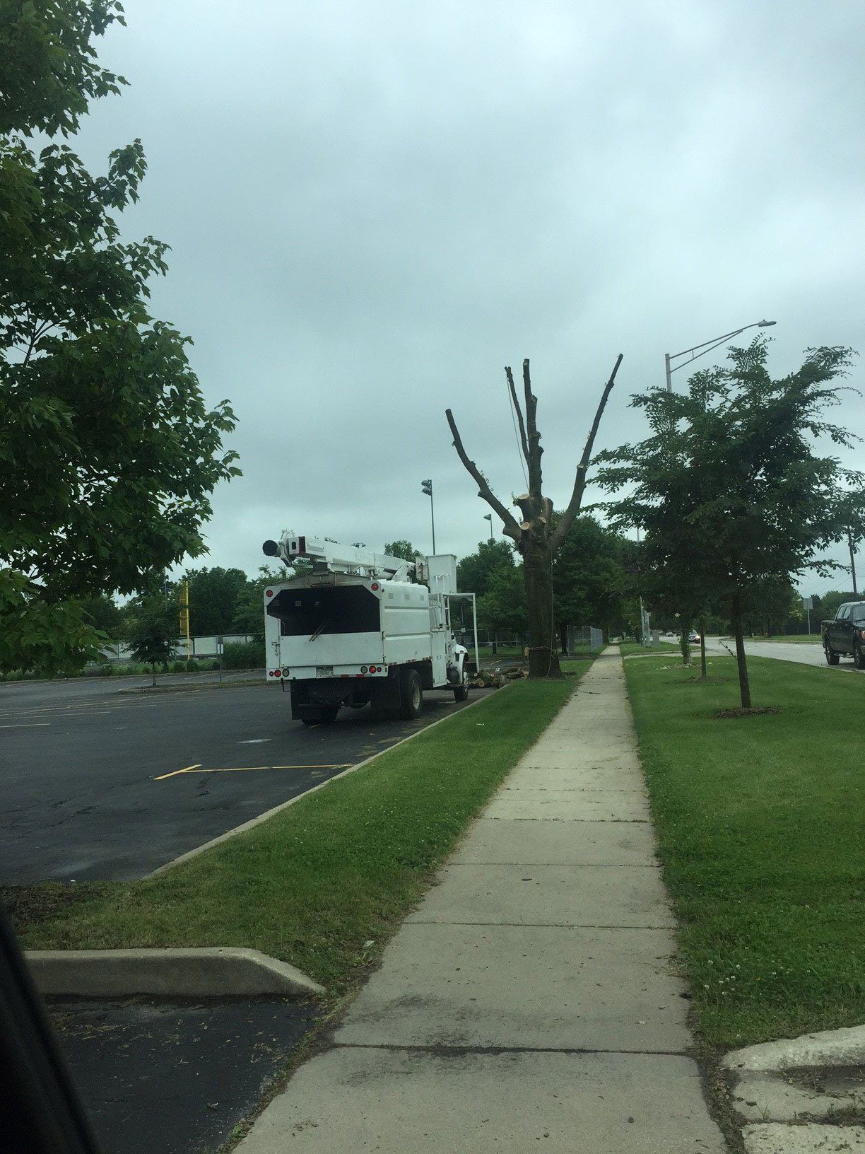 Tree Services-Naperville, IL-Steve Piper & Sons, Inc
