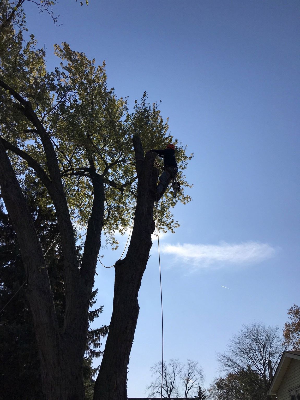 Tree Maintenance-Naperville, IL-Steve Piper & Sons, Inc