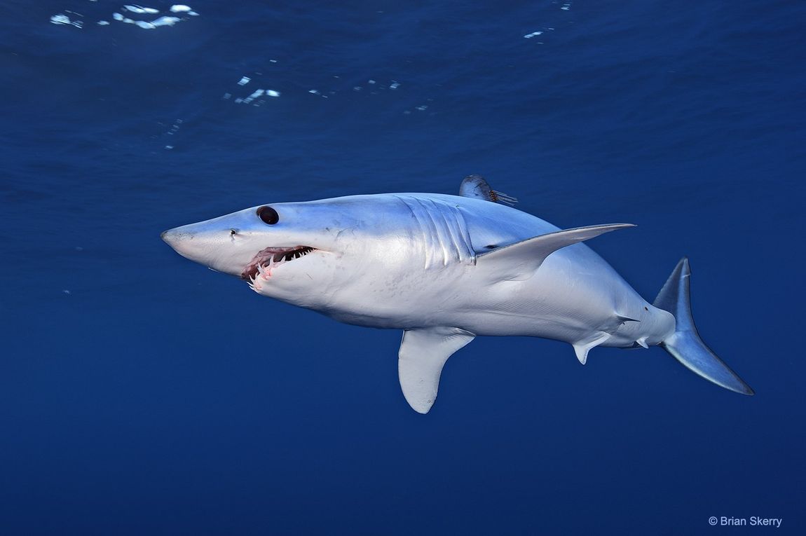 Atlantic Shark Institute