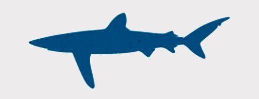 Shark Research - Atlantic Shark Institute