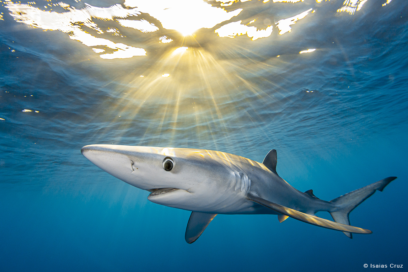Atlantic Shark Institute