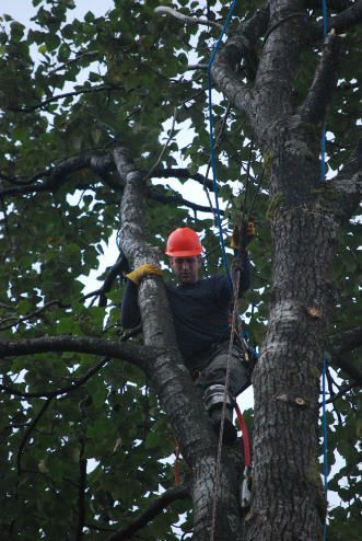 Tree Services in Juneau, AK | Clarke Tree Service