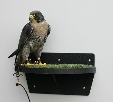 Falconry Equipment |Falconry Travel Box|Animal Transit Boxes