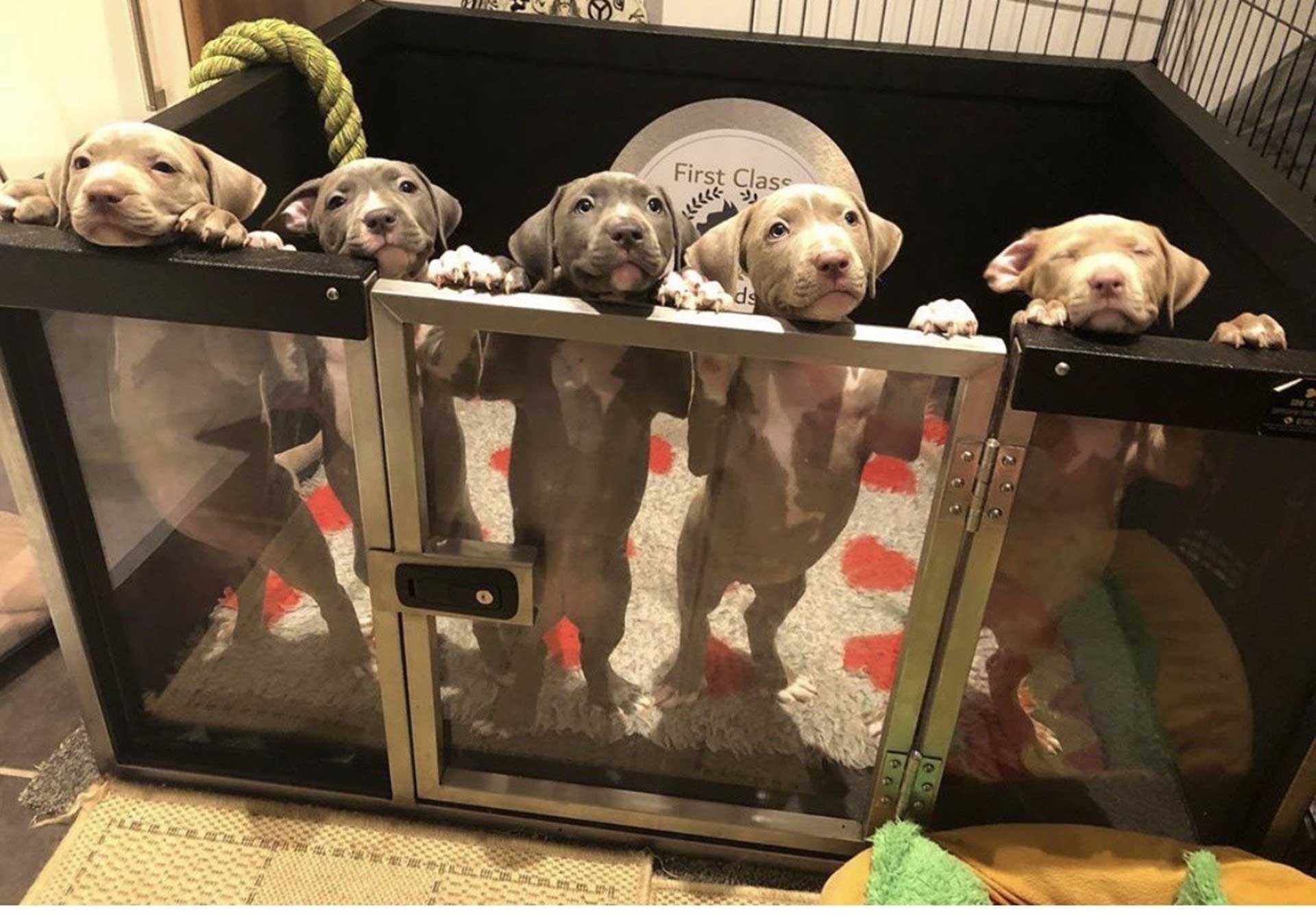 Dog Car Cages | Van Dog Cages | Double Cab Animal Transit Boxes