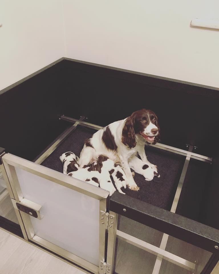 Dog Whelping Box & Pen Solutions | Animal Transit Boxes