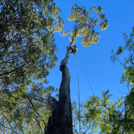 Transform Tree Care | Arborist, Tree Lopper, Stump Grinding