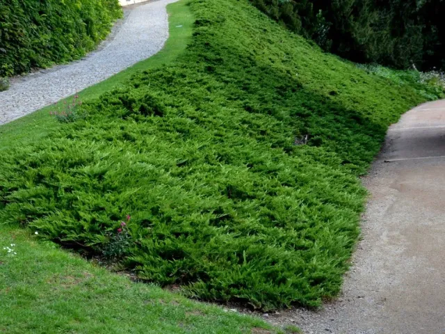 Hill Ground Cover Ideas 5 Best Low Maintenance Plants For Front Of