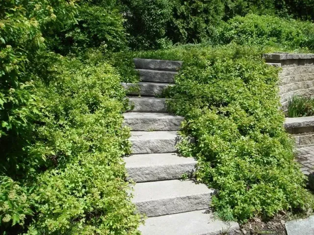 Hillside Ground Cover Fast Growing Ground Cover For Shade Or Full Sun