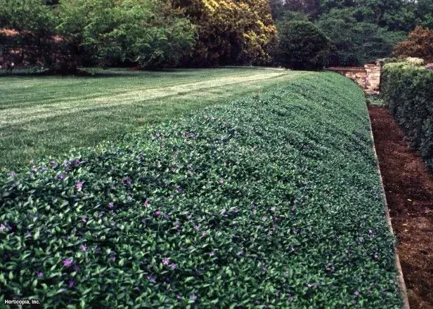 Hillside Ground Cover Fast Growing Ground Cover For Shade Or Full Sun