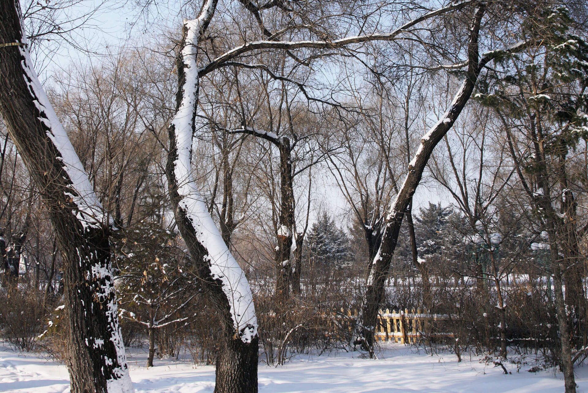 Why Winter is the Perfect Time To Prune Your Trees | KG Landscape