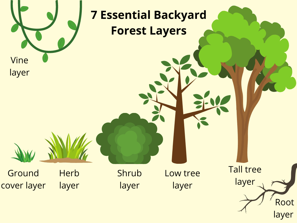 How To Create a Personal Forest Oasis in Your Yard