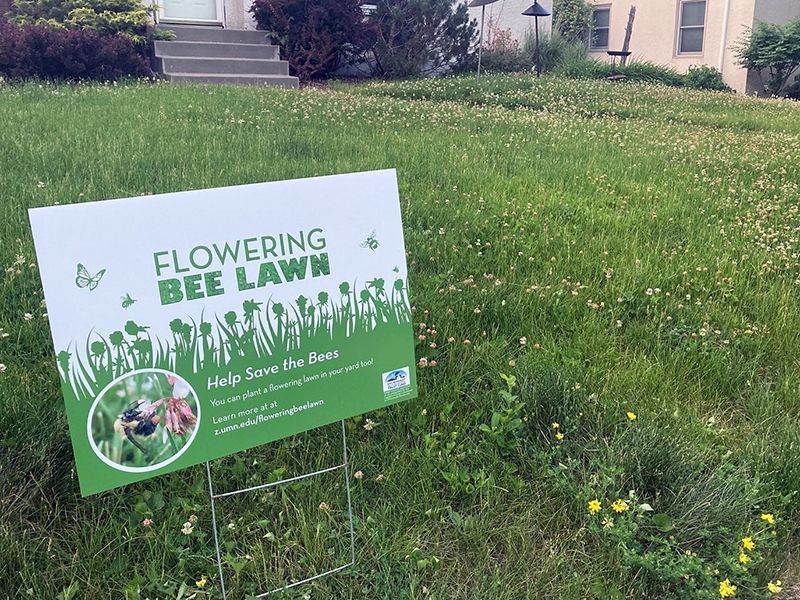 Low Mow & Bee Friendly Lawn Ideas for MN | KG Landscape