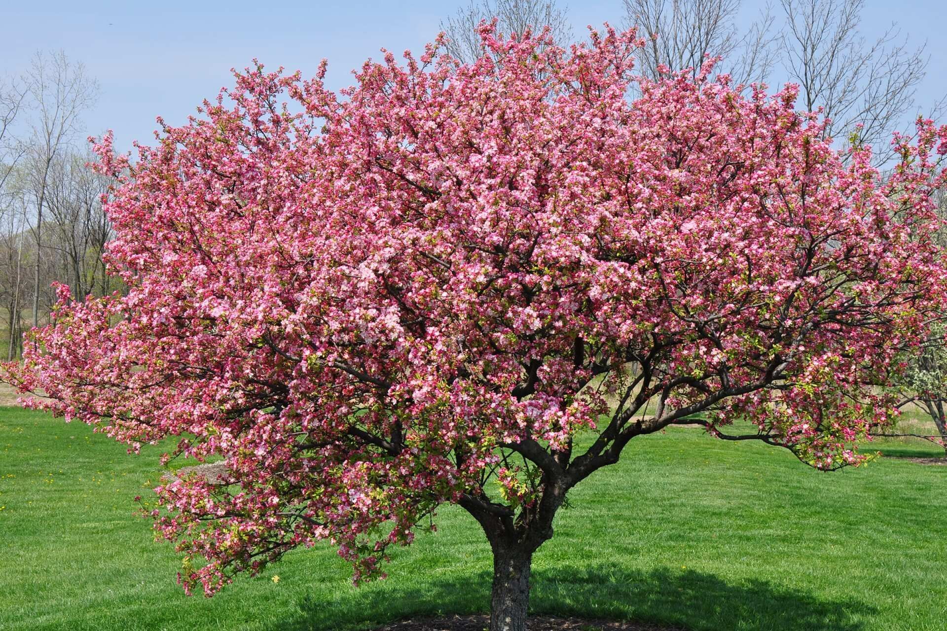 Best Trees for Midwest Seasons | KG Landscape