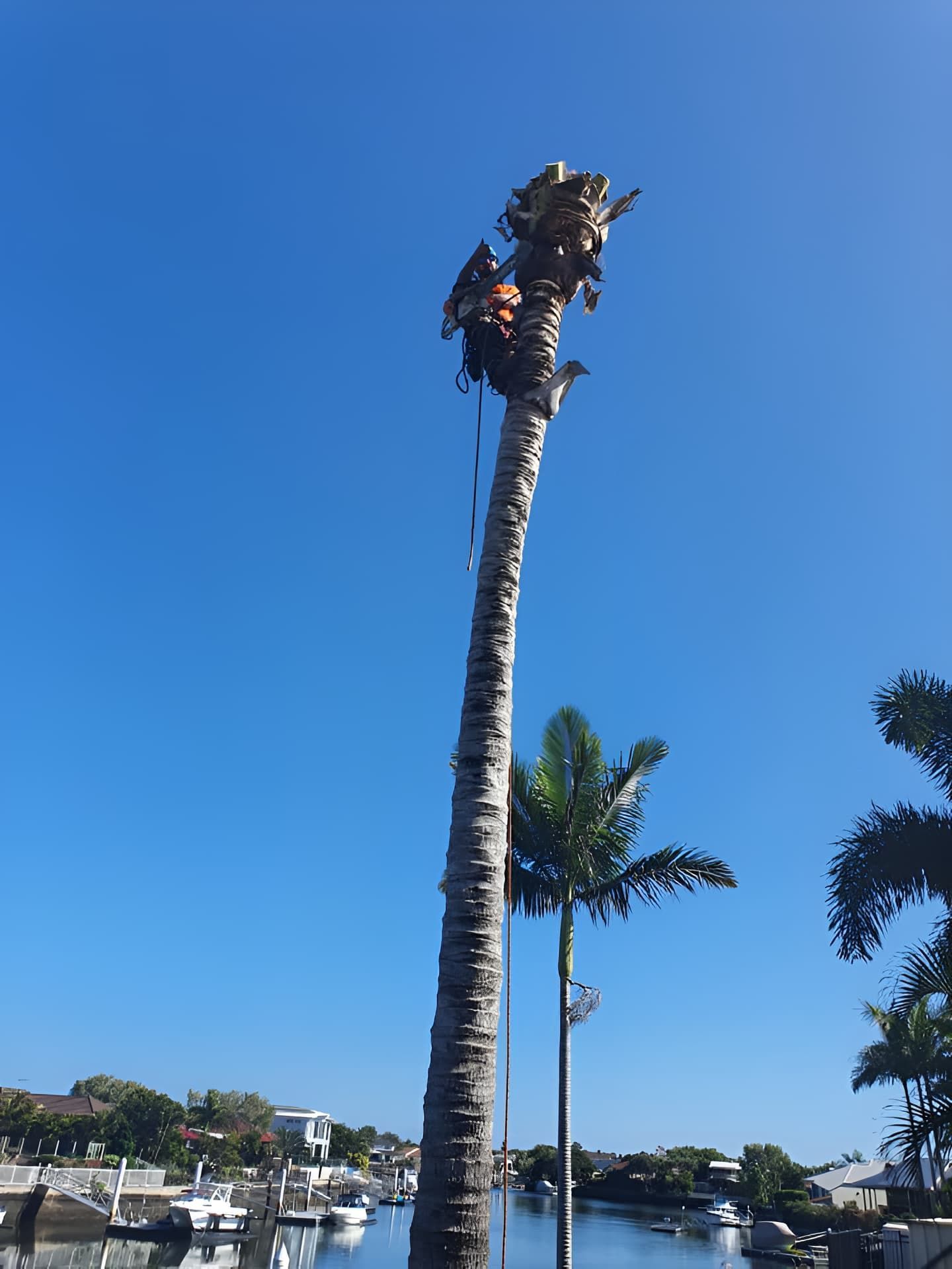 Palm Tree Removal in Moreton Bay | Tom Thumbs Tree Works