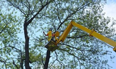Tree Service & Care - – Bellefonte, PA - Aikey's Tree Service
