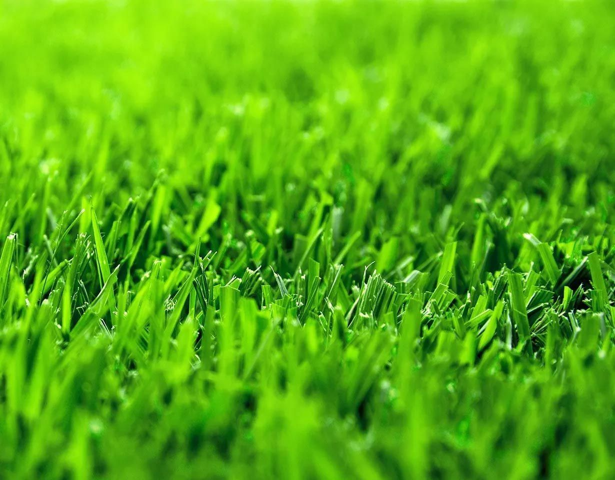 Turf in Cairns | Tropical Lawns