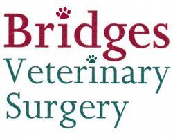 Veterinarian | Bridges Veterinary Surgery