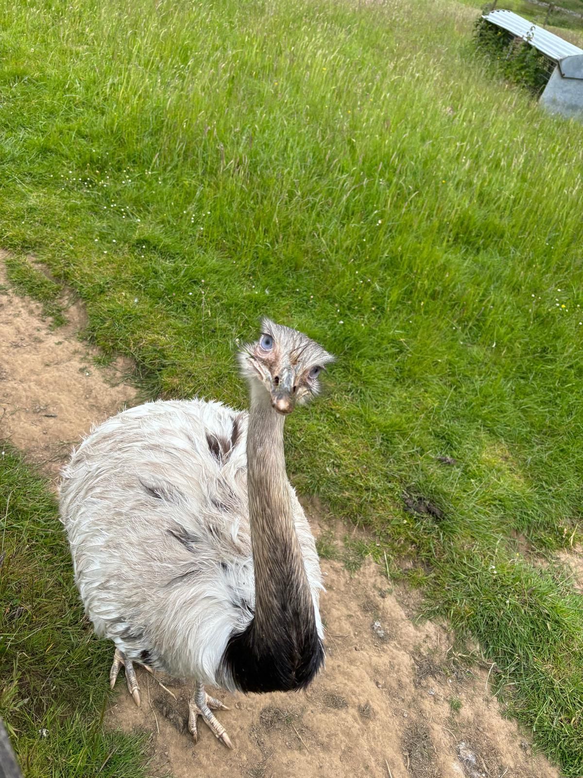 The Farm Park at Warren Mill Farm, Cowbridge