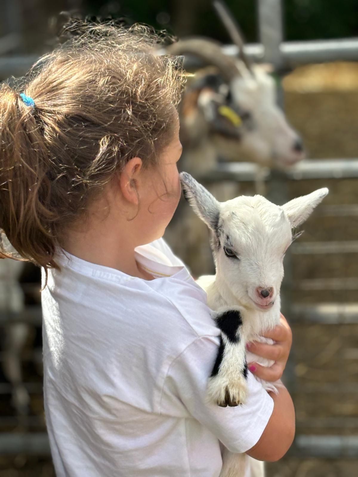 The Farm Park at Warren Mill Farm, Cowbridge