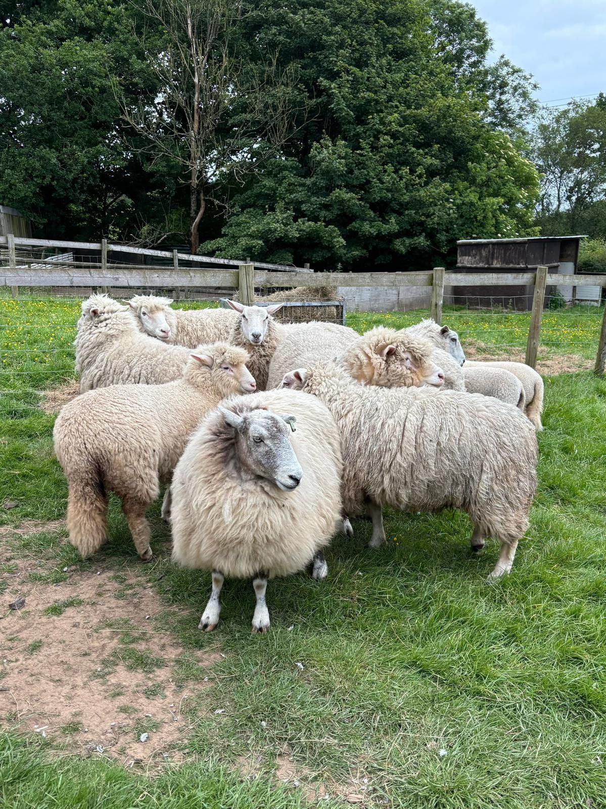 The Farm Park at Warren Mill Farm, Cowbridge