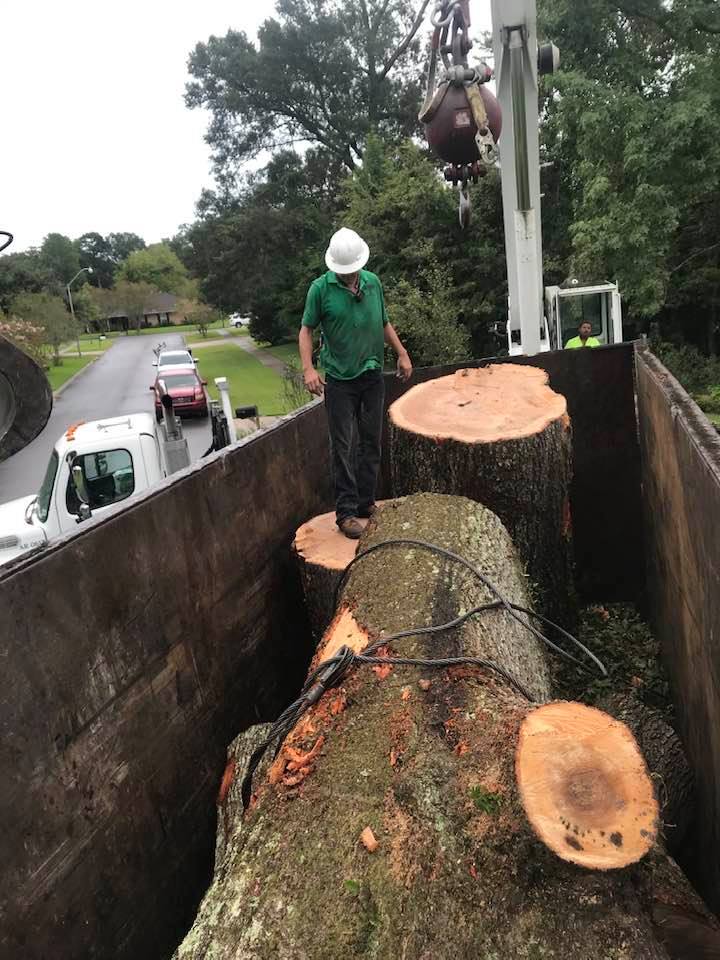 Tree Service | Tree Removal | Arborists | Near Me | Baton Rouge | Arbor ...