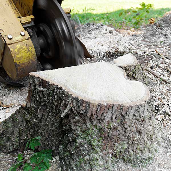 Tree Service | Tree Removal | Arborists | Near Me | Baton Rouge | Arbor ...