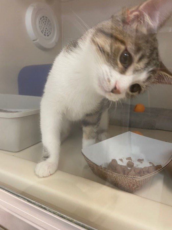 Litter Box Rules