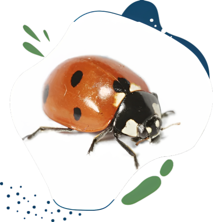 Professional Pest Control Services for Flying Bugs | Abair Lavery