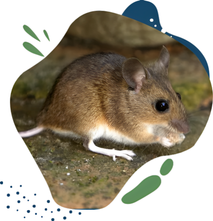 Professional Mice & Rat Control | Abair Lavery Pest Control