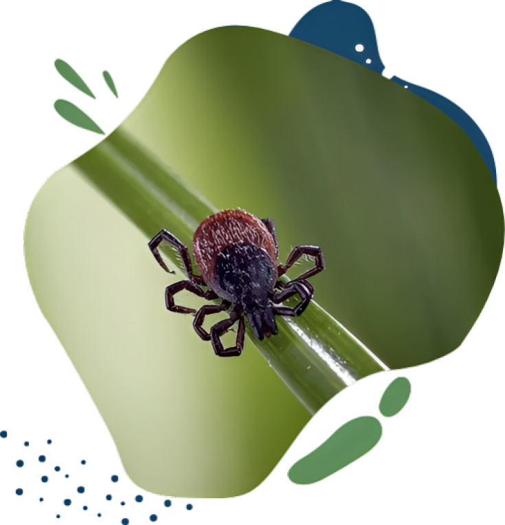 Pest Control for Ticks and Termites | Abair Lavery Exterminators CT