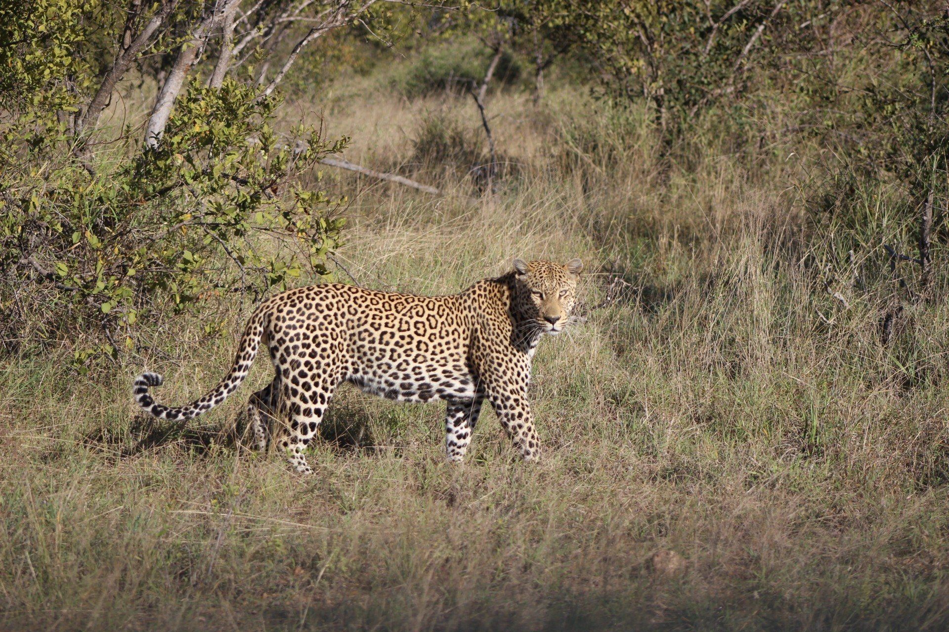 Baobab Ridge | Get some big cat action in the Klaserie!