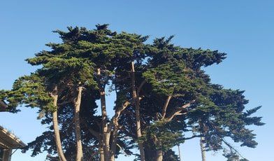 The Most Common Trees in Ventura County, California