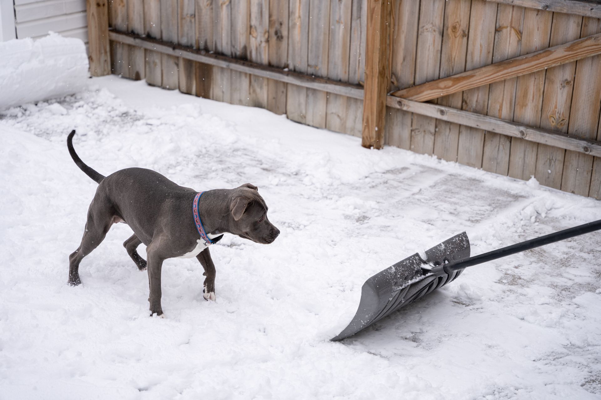 Pet-Safe, Plant-Safe Salting for Stoney Creek Winters