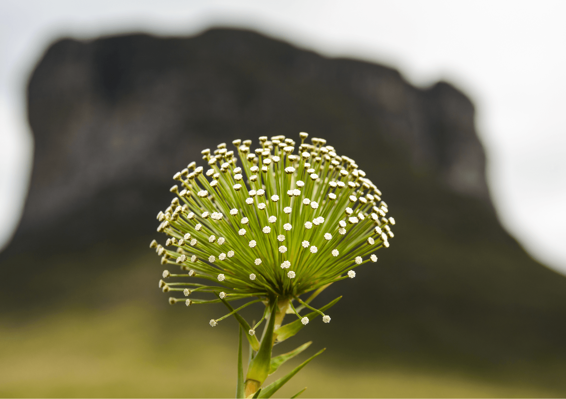 Chapada Diamantina | Ana Carms Expeditions