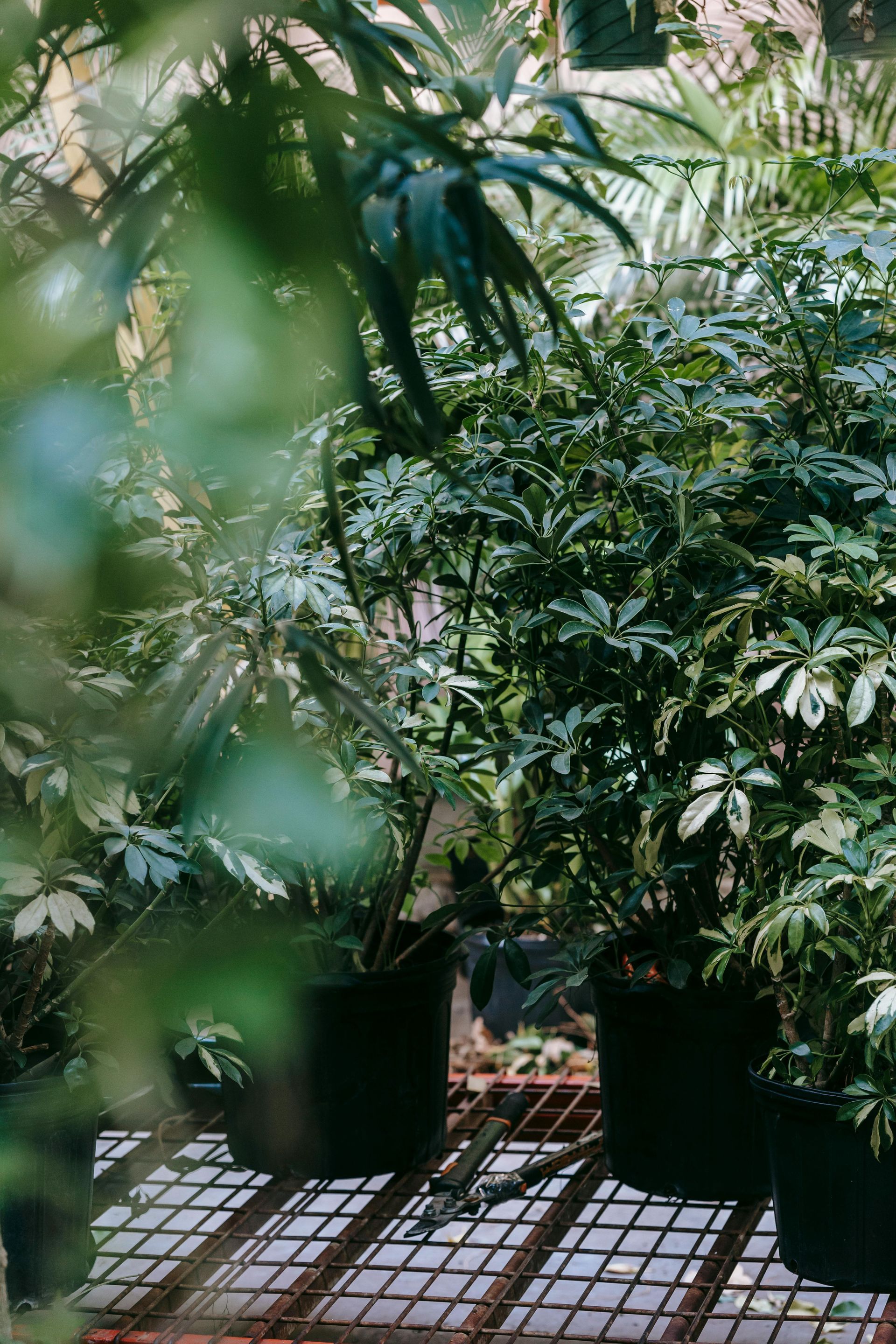 Pruning Pitfalls: The Consequences of Improper Pruning