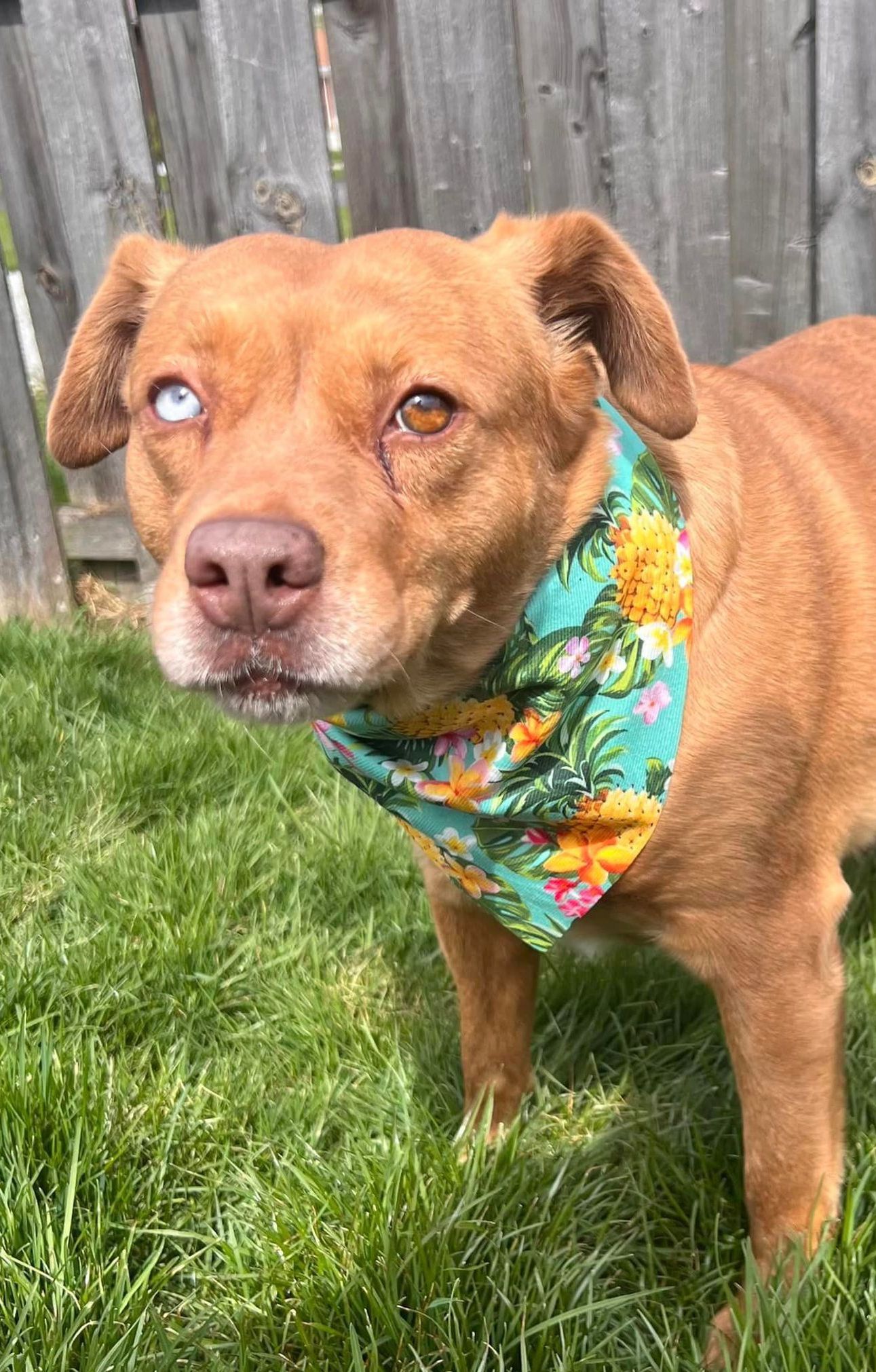 Abby's Angels Animal Haven | PA Non-Profit, Foster-Based Dog Rescue