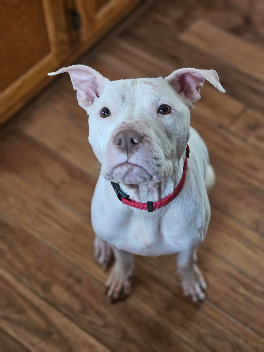 Abby's Angels Animal Haven | PA Non-Profit, Foster-Based Dog Rescue