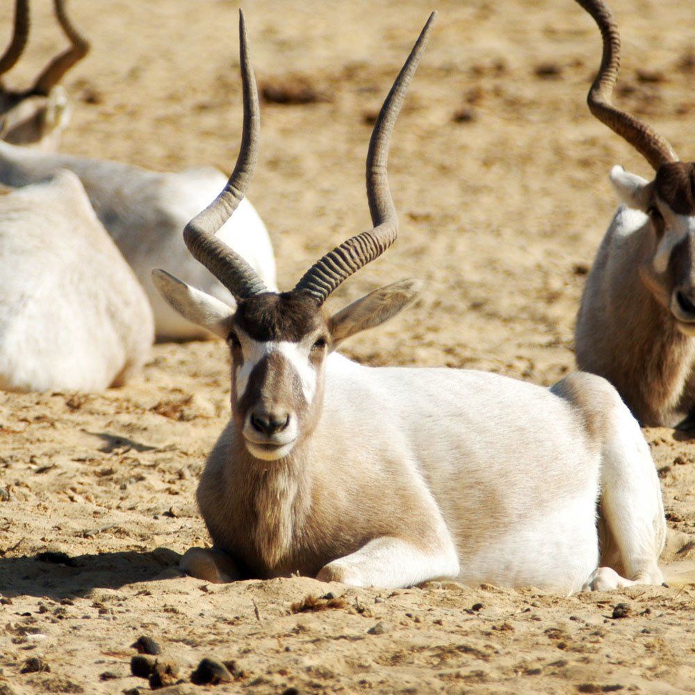 Exotic Species Hunting Near DFW, TX | Ranger Ridge Preserve